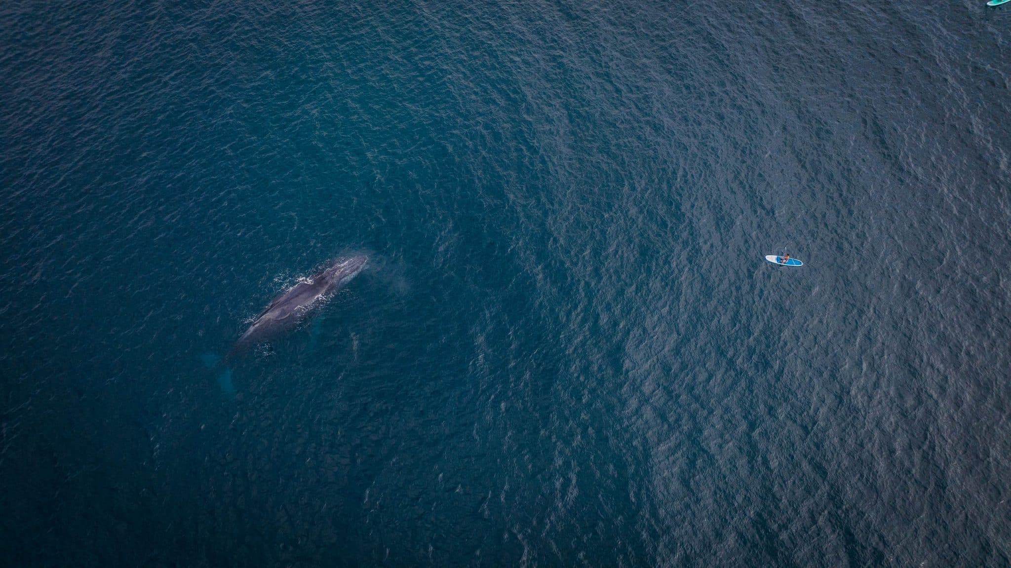 SUP Expedition with Humpback Whales in Mozambique